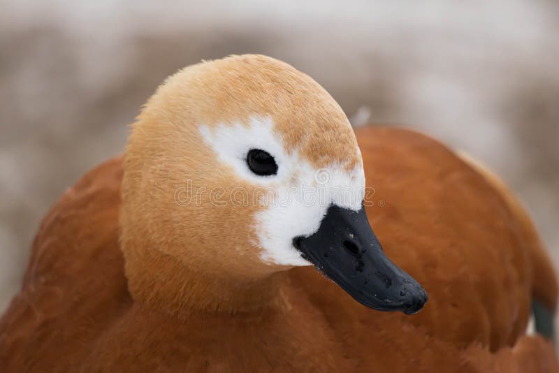 Ducks on the Pond in the Park. Duck Head Close Up Stock Photo - Image ...