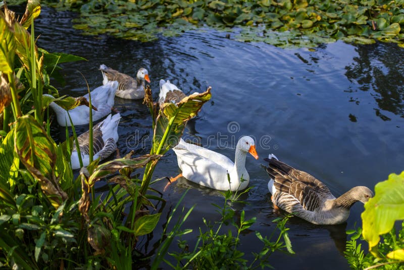 Ducks in a pond stock image. Image of duck, nature, pond - 118740907