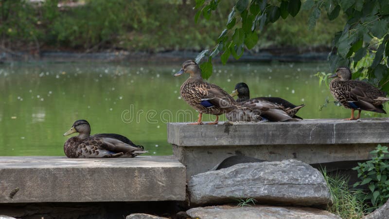 Ducks at a Pond Sitting on a Ledge in Tennessee Stock Image - Image of ...