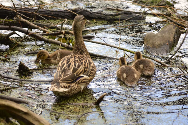 Ducks stock image. Image of background, curious, backdrop - 93229761