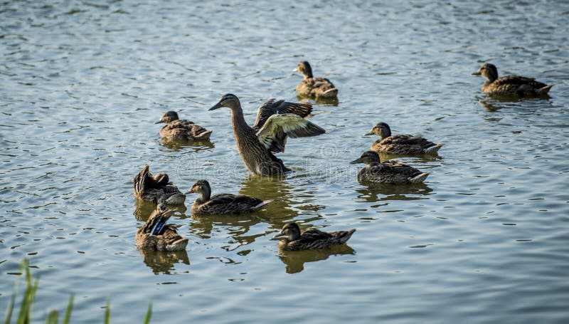 Ducks on the pond stock image. Image of pets, wildlife - 44123177