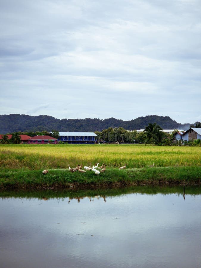 Ducks in a Pond Surrounded by Paddy Fields in Perlis, Malaysia. Stock ...