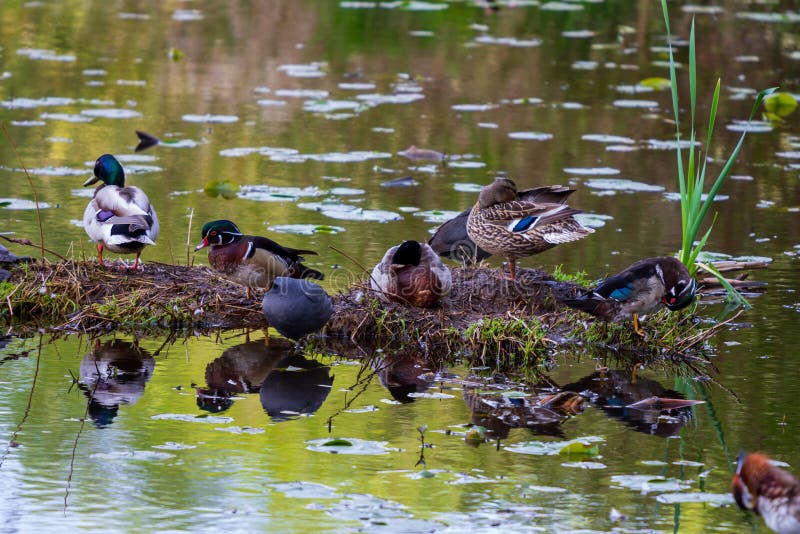 Ducks on Pond in Washington State Stock Image - Image of ducks, animals ...
