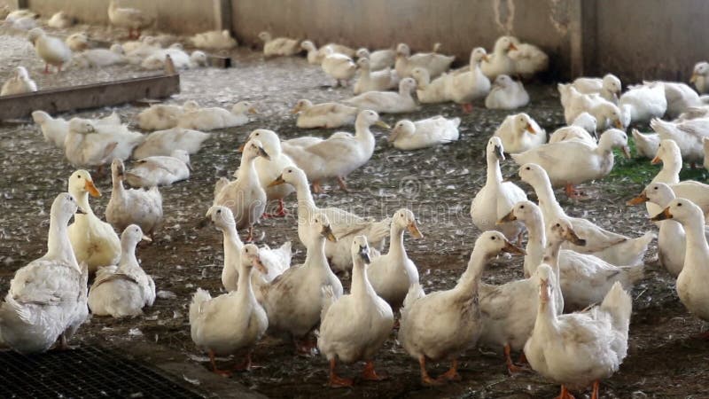 Ducks on poultry farm stock footage. Video of birds, explosion - 73348438