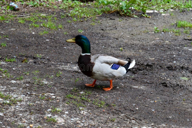 Ducks at the puddle stock photo. Image of animal, color - 148980538