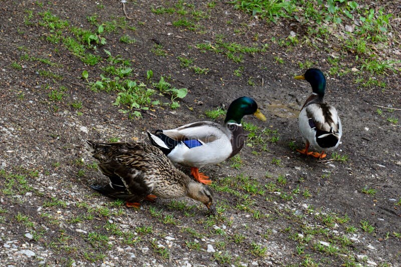 Ducks at the puddle stock image. Image of nature, legs - 148980883