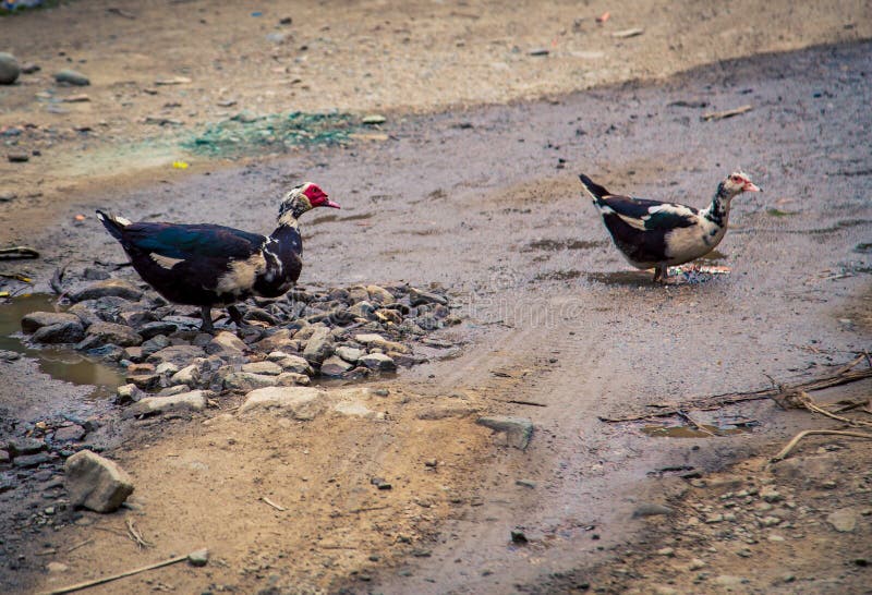 Ducks in a puddle in Peru stock image. Image of bird - 175347149