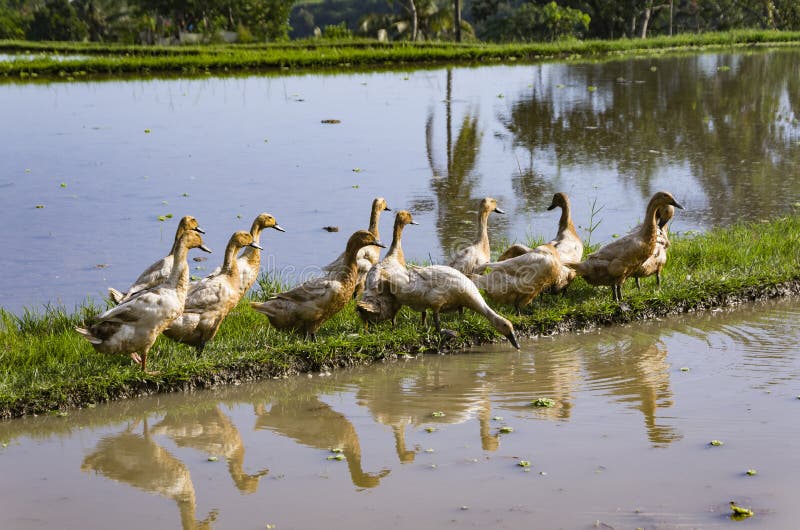 Ducks Queue in the Rice Fields Stock Photo - Image of duckling, lake ...