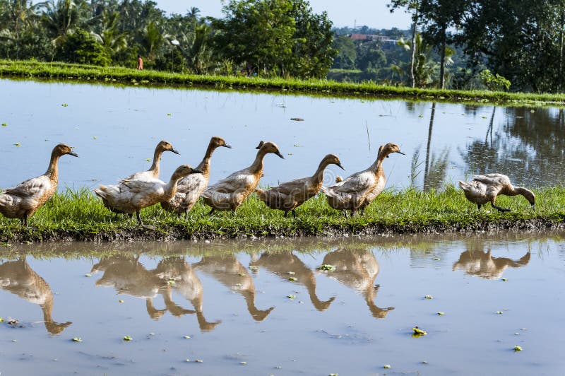Ducks Queue in the Rice Fields Stock Photo - Image of flight, group ...