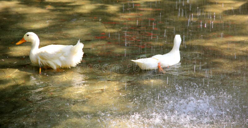Ducks in rain stock photo. Image of swim, crease, pond - 18105894