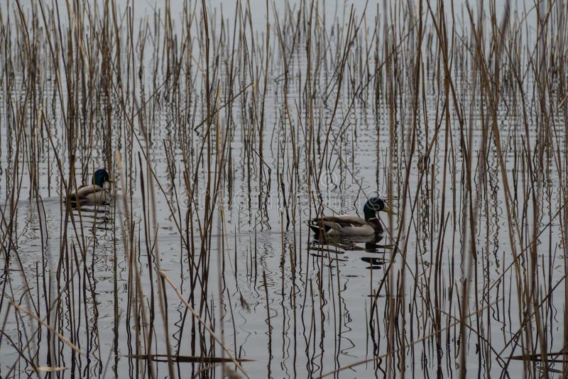 Ducks In Reeds stock photo. Image of coloured, galvany - 102813530