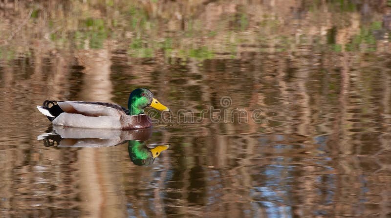 A Ducks Reflection on the Lake Stock Photo - Image of ducks, pond ...