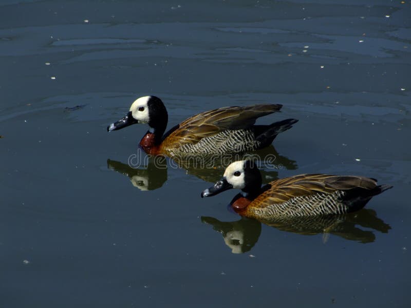 A Ducks Reflection stock photo. Image of calm, ducks - 95867608