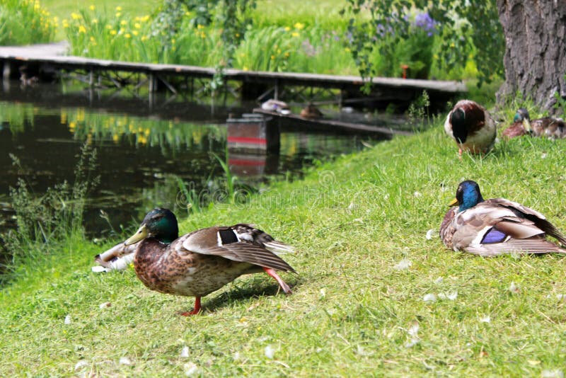 Ducks relaxing on the lake stock image. Image of nature - 186259241
