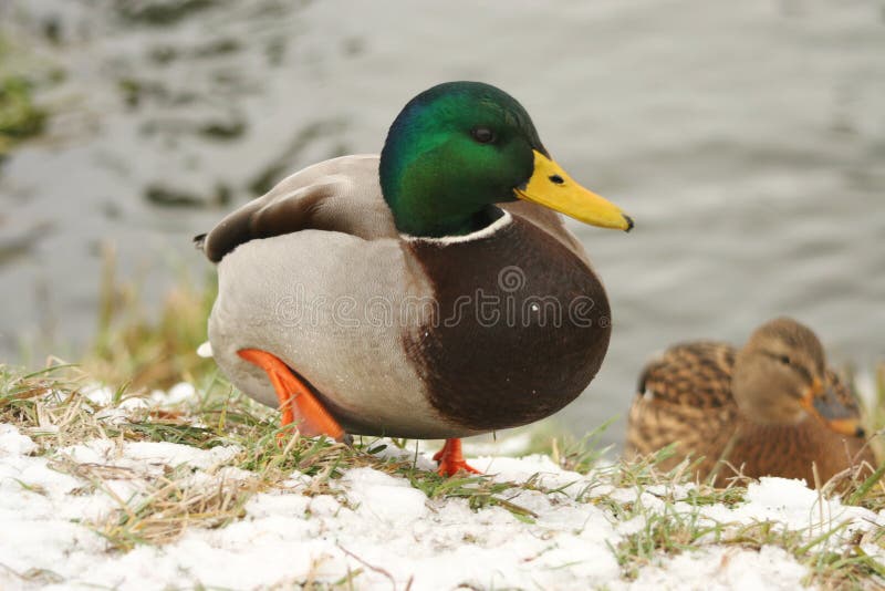 The duck does not freeze 4 stock photo. Image of natural - 250993954