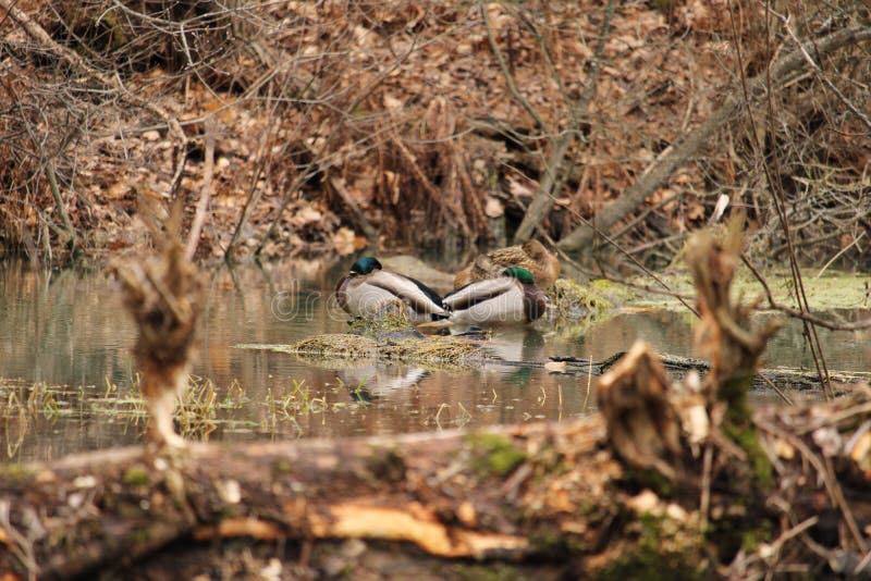 Ducks at Rest stock image. Image of ducks, wetland, mallard - 237266621