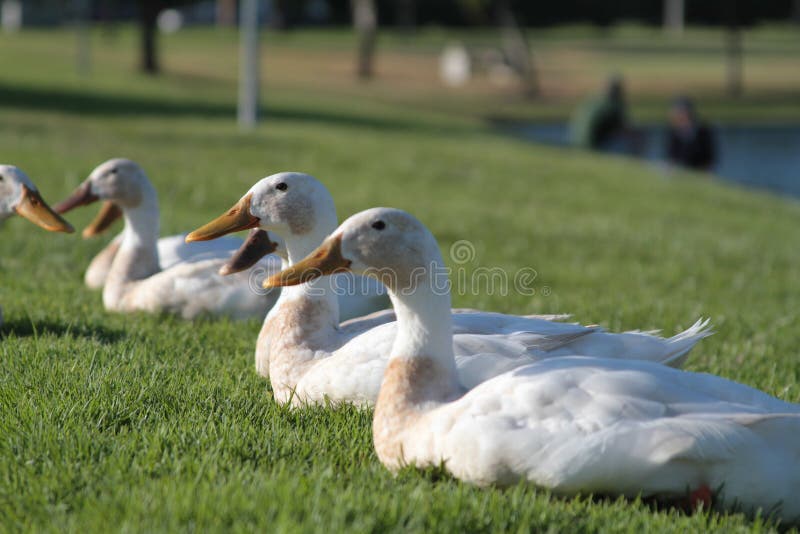 Ducks resting stock photo. Image of screensaver, birds - 19906384