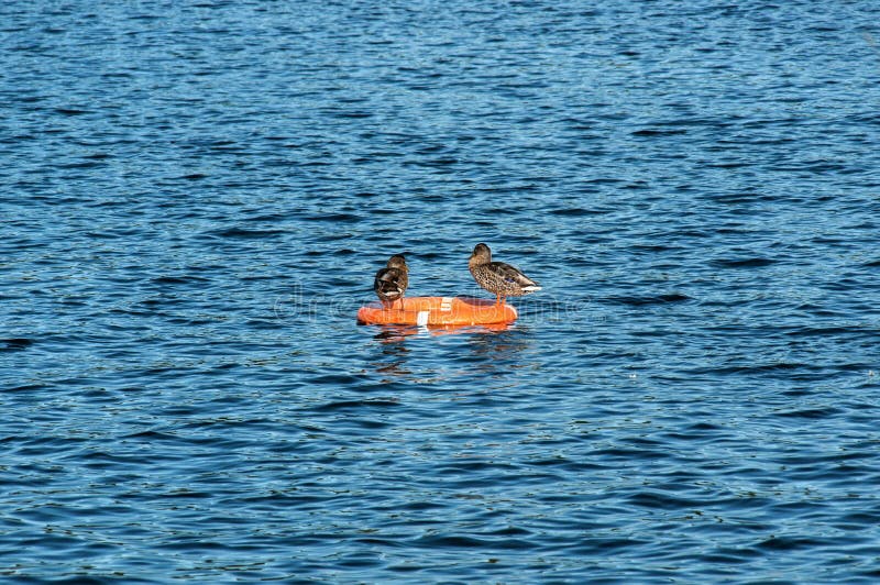 Ducks Resting on the Lifeline Stock Photo - Image of pier, cheerful ...