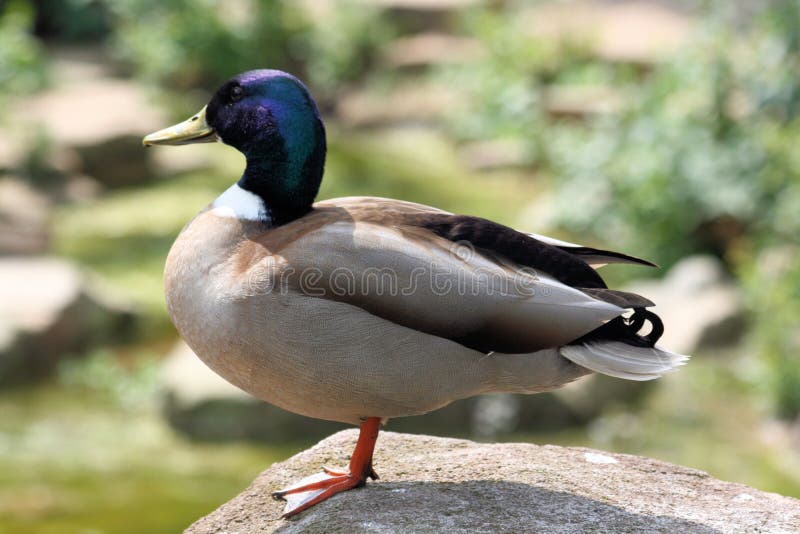 Ducks resting rock stock image. Image of duckling, close - 75544213