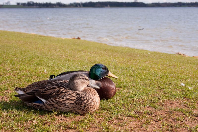 Ducks Resting at Rutland Water Stock Photo - Image of whitwell, spring ...