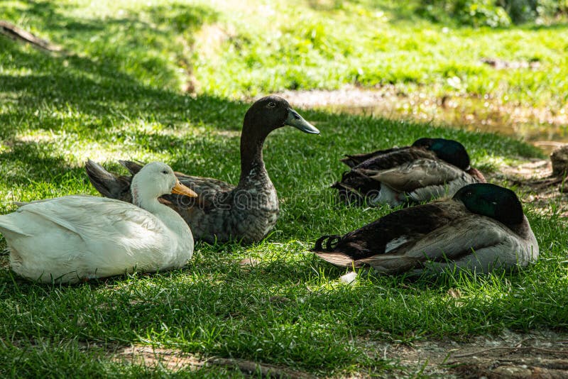 Ducks resting in Shade stock image. Image of duck, waterfowl - 228903395