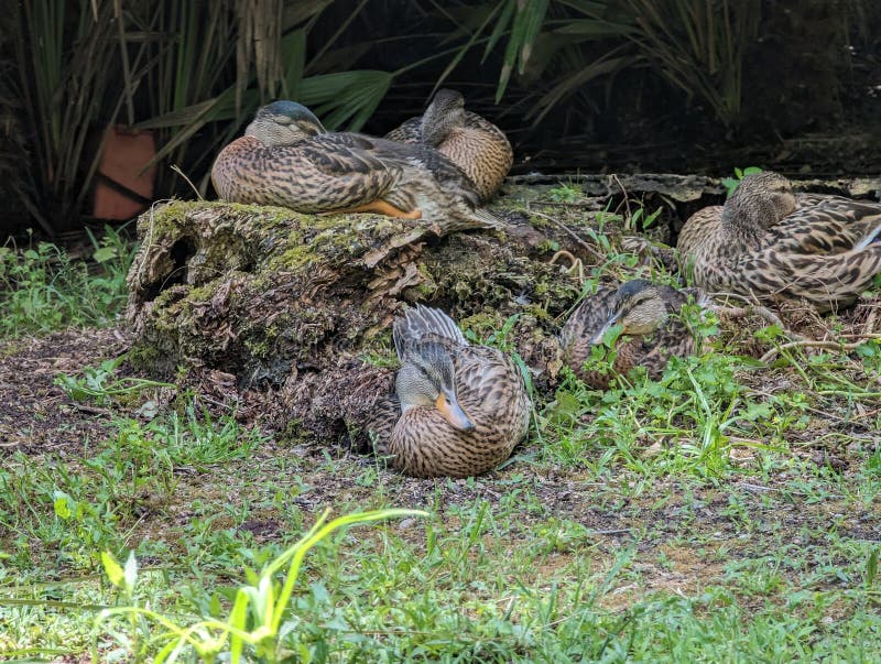 Ducks Resting Under the Bush Stock Image - Image of nature, cagliari ...