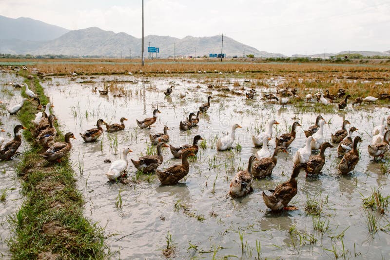 Ducks in Mud in Rice Field Bali Stock Photo - Image of duck, rice: 54597676