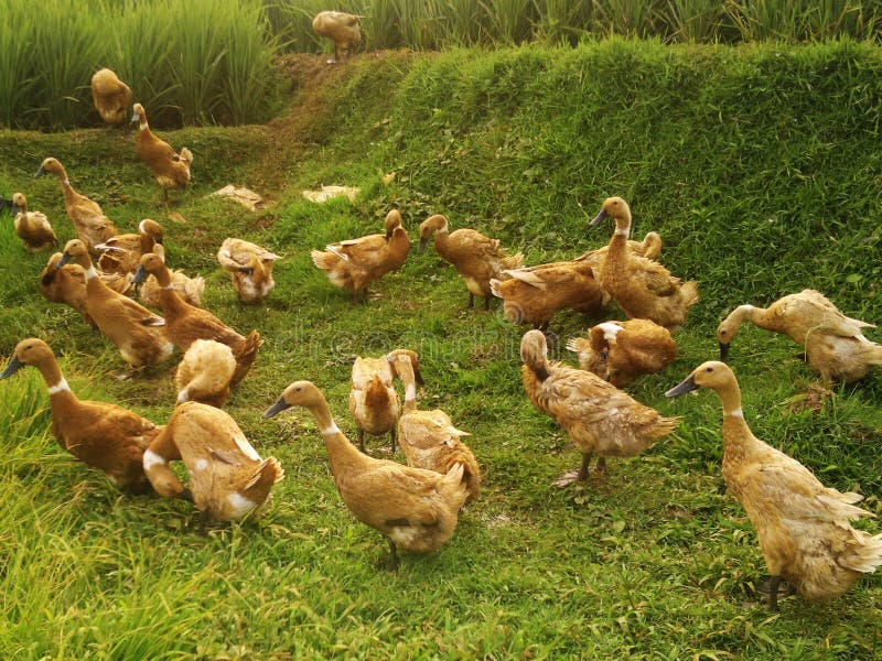 Ducks in the Rice Fields stock photo. Image of animal - 61250962