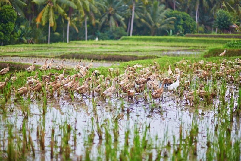Ducks on Rice Fields Near Ubud, Bali, Indonesia Stock Photo - Image of ...