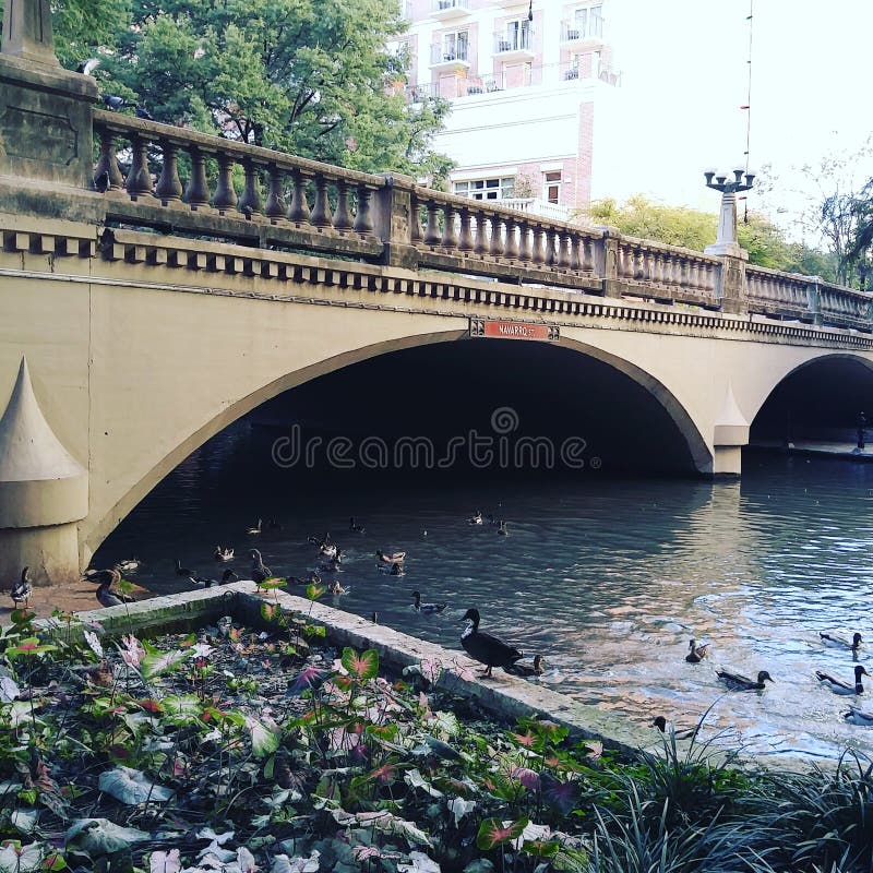 Ducks in the river stock image. Image of river, bridge - 87048837