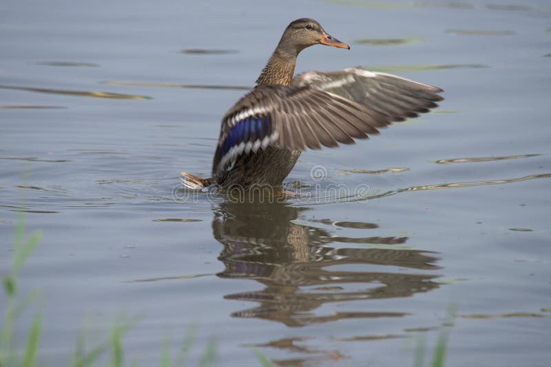 Ducks on River Labe in Summer Stock Photo - Image of food, labe: 75106202