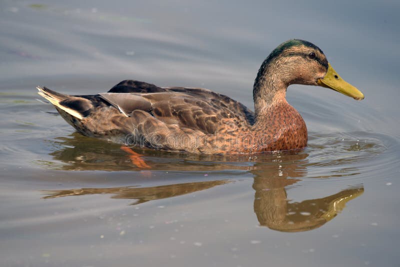 Ducks on River Labe in Summer Stock Image - Image of river, fight: 75106215