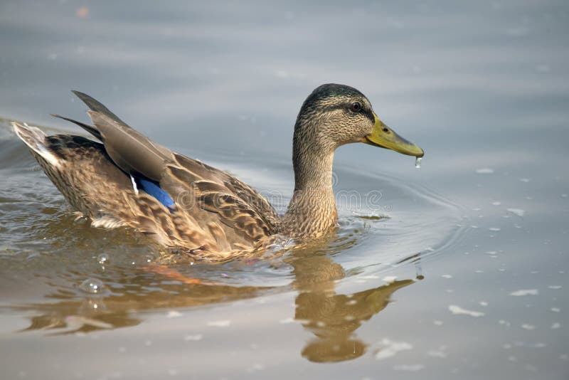 Ducks on River Labe in Summer Stock Photo - Image of labe, lake: 75106278