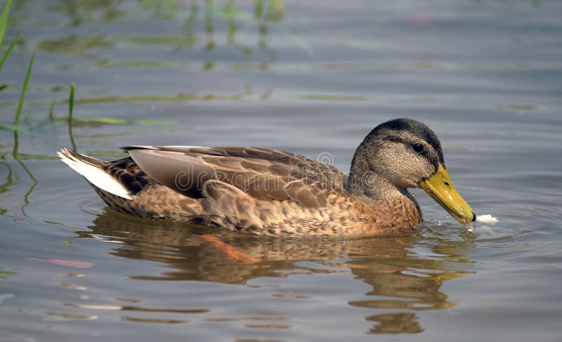 Ducks on River Labe in Summer Stock Image - Image of male, food: 75106319