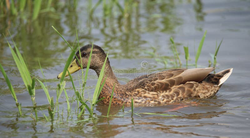 Ducks on River Labe in Summer Stock Photo - Image of czech, bohemia ...