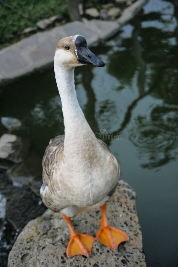 Ducks by the River stock photo. Image of focus, furry - 262475880