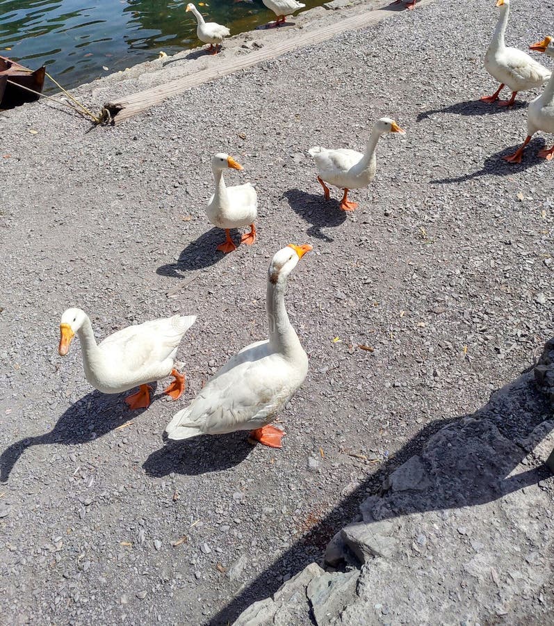 Ducks Roaming Around the Lake Side Stock Photo - Image of side, lake ...