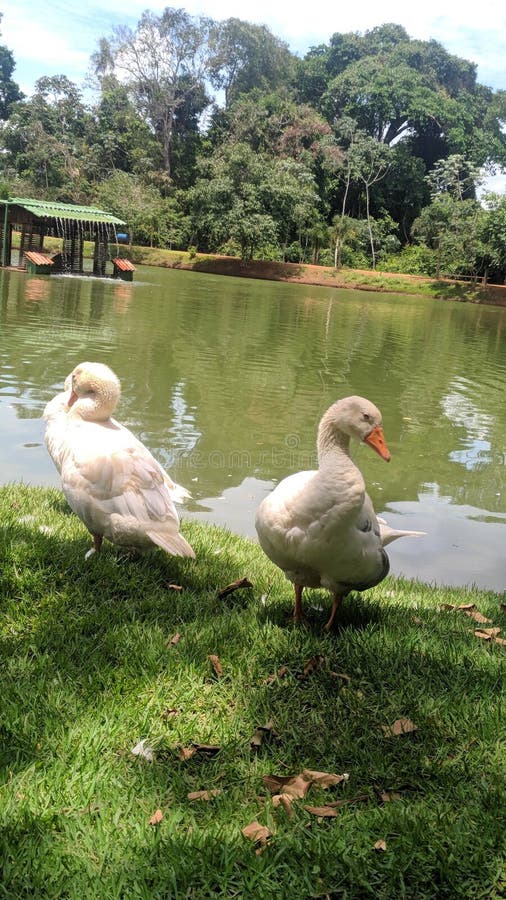 Duck Family Roaming Freely in the Zoo Stock Photo - Image of roaming ...