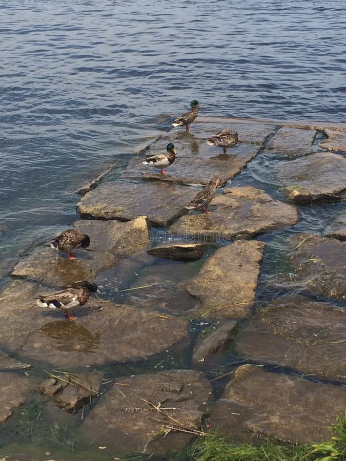 Ducks on rocks stock image. Image of ducks, water, rocks - 42575853