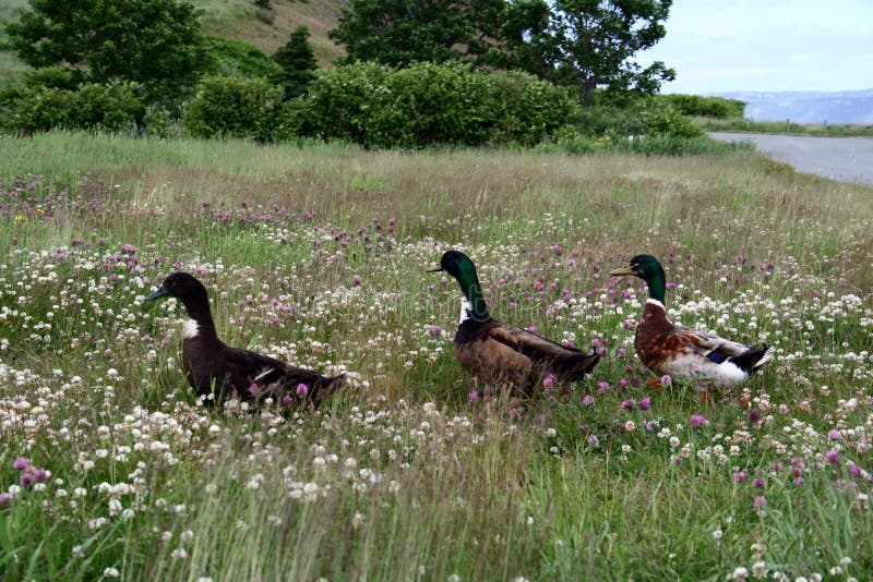 Ducks in a Row stock photo. Image of field, newfoundland - 1079814