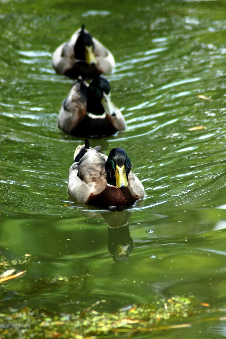 2,723 Ducks Row Stock Photos - Free & Royalty-Free Stock Photos from ...