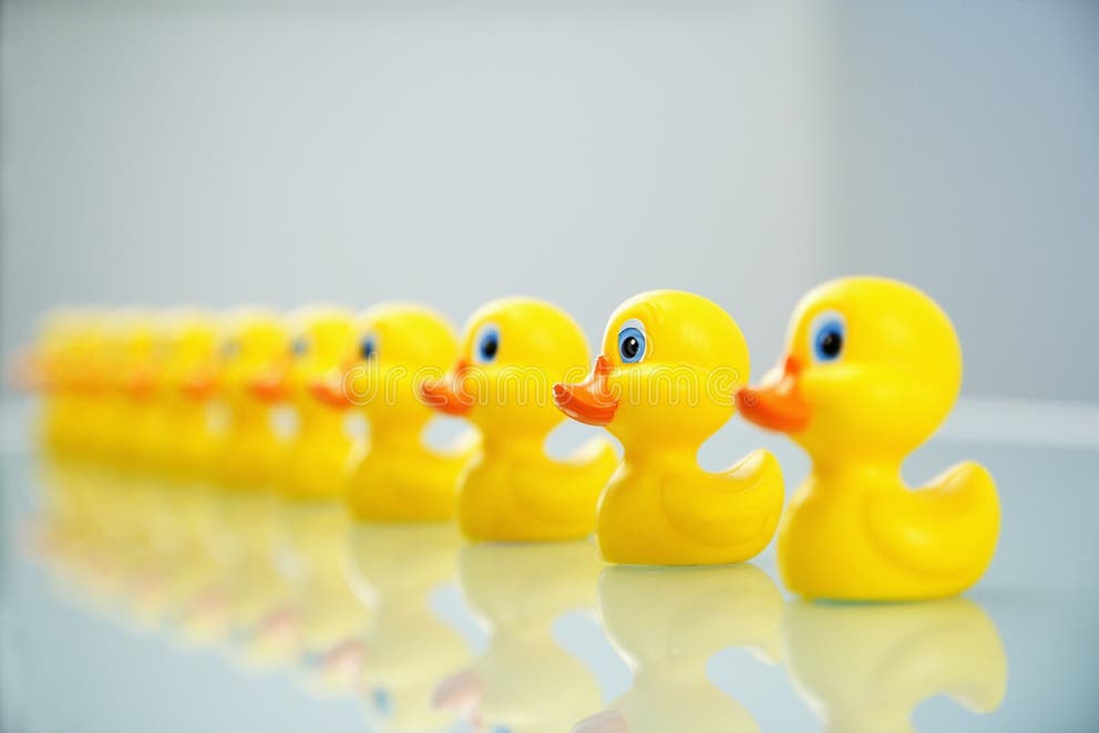 Ducks in a row stock photo. Image of concept, ducks, lined - 5046944