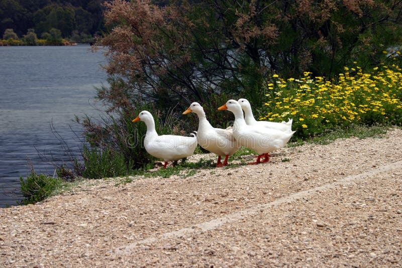 Ducks In A Row Picture. Image: 5820223