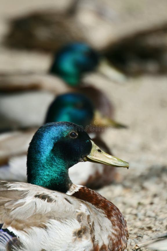 Ducks in a row stock photo. Image of anas, mallard, bird - 6427552