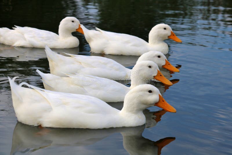 113 Ducks Line Up Stock Photos - Free & Royalty-Free Stock Photos from ...