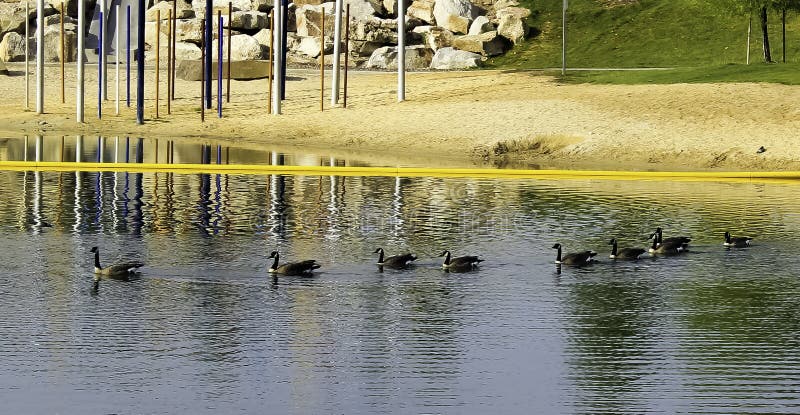 Ducks in a Row stock photo. Image of sand, boulders - 100431574