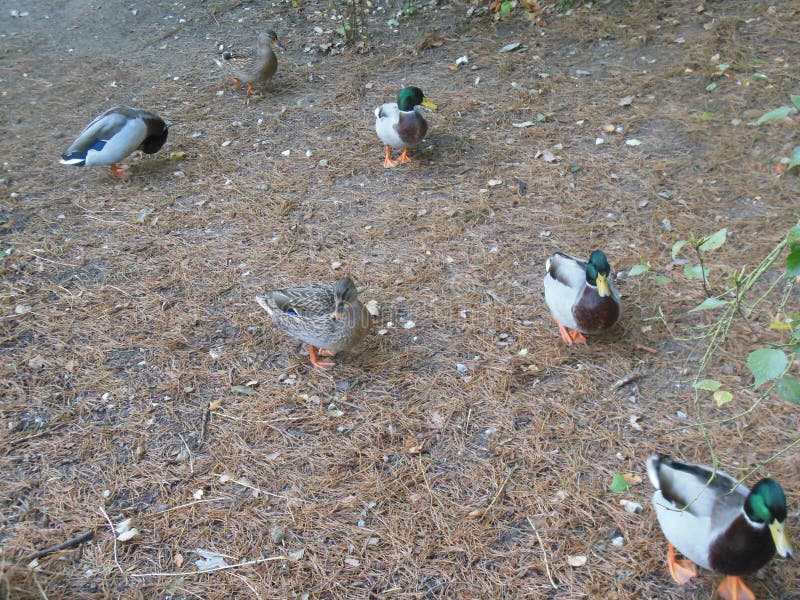 The ducks in a row stock image. Image of leader, follow - 99254669
