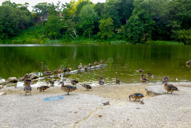 Ducks in a row at a park stock photo. Image of grass - 59958482