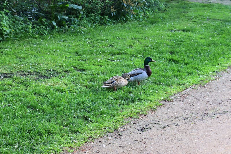 Ducks Running on Green Grass at a Pond in Spring Stock Photo - Image of ...