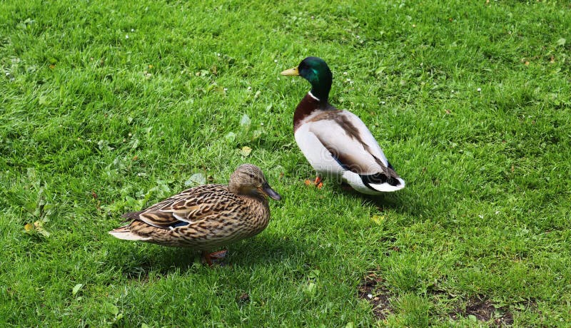 Ducks Running on Green Grass at a Pond in Spring Stock Image - Image of ...